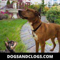 17 Beautiful Rhodesian Ridgeback Mixes (With Photos 2023) – DogsAndClogs