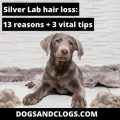 7 Common Silver Lab Skin Issues + 5 Essential Tips (2023) – DogsAndClogs