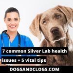 7 Common Silver Lab Health Issues + 5 Vital Tips (2023) – DogsAndClogs