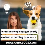 9 Reasons Why Dogs Get Overly Excited According To Science – DogsAndClogs