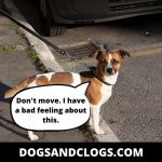 23 Critical Signs Of Anxiety In Dogs + How To Treat It (2023 ...
