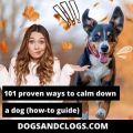 101 Proven Ways To Calm Down A Dog (2023 How-To Guide) – DogsAndClogs