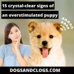 15 Crystal-Clear Signs Of An Overstimulated Puppy (2023) – DogsAndClogs