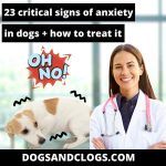 23 Critical Signs Of Anxiety In Dogs + How To Treat It (2023 ...