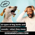 22 Types Of Dog Barks And Sounds + What They Mean (2023) – DogsAndClogs