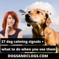 27 Dog Calming Signals + What To Do When You See Them – DogsAndClogs