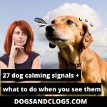 27 Dog Calming Signals + What To Do When You See Them – DogsAndClogs