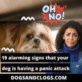 19 Alarming Signs That Your Dog Is Having A Panic Attack – DogsAndClogs