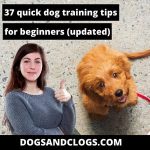 37 Quick Dog Training Tips For Beginners (Updated 2023) – DogsAndClogs