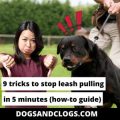 9 Tricks To Stop Leash Pulling In 5 Minutes (How-To Guide) – DogsAndClogs