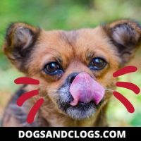 27 Dog Calming Signals + What To Do When You See Them – DogsAndClogs