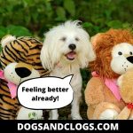 19 Alarming Signs That Your Dog Is Having A Panic Attack – DogsAndClogs