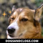 27 Dog Calming Signals + What To Do When You See Them – DogsAndClogs
