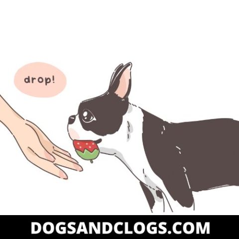101 Easy & Cool Tricks To Teach Your Dog (Step-By-Step) - DogsAndClogs