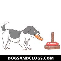 50 Fun Games To Play With Your Dog (Inside & Outside) – DogsAndClogs