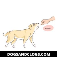 50 Fun Games To Play With Your Dog (Inside & Outside) – DogsAndClogs