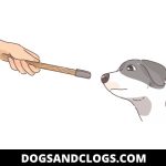 101 Easy & Cool Tricks To Teach Your Dog (Step-By-Step) - DogsAndClogs