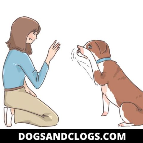 101 Easy & Cool Tricks To Teach Your Dog (Step-By-Step) - DogsAndClogs