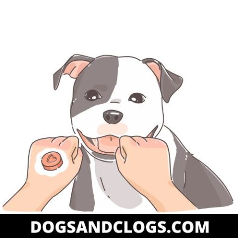 50 Fun Games To Play With Your Dog (Inside & Outside) – DogsAndClogs