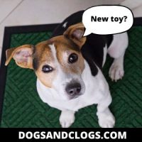 Bell Training For Dogs: The Ultimate Guide (7 Easy Steps) – DogsAndClogs