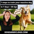 7 Steps To Train Your Reactive Dog In 7 Days + 30 Tips – DogsAndClogs
