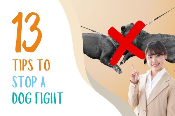 13 Tips To Stop A Dog Fight (Without Getting Hurt)