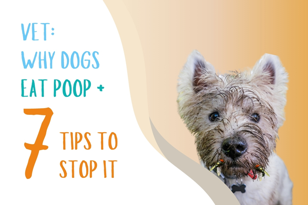 Vet: Why Dogs Eat Poop + 7 Tips To Stop It