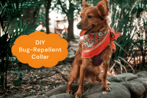 Homemade Dog Insect Repellent