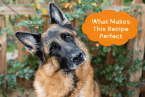 Homemade Dog Food For German Shepherds (Recipe)
